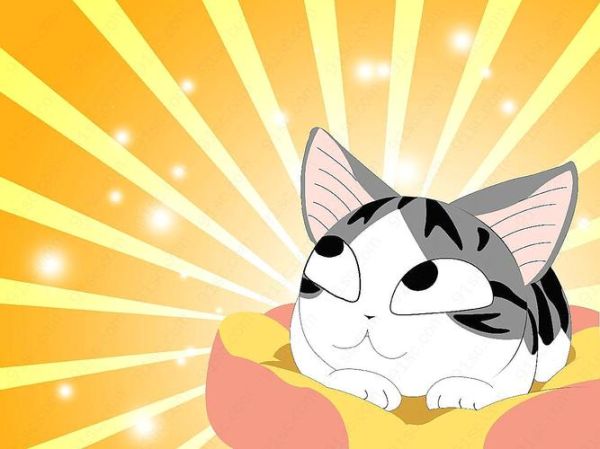 起司猫图片哪里找_起司猫壁纸高清下载-第2张图片-山城妙识 起司猫图片哪里找_起司猫壁纸高清下载-第2张图片-山城妙识