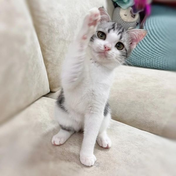 起司猫图片哪里找_起司猫壁纸高清下载-第1张图片-山城妙识 起司猫图片哪里找_起司猫壁纸高清下载-第1张图片-山城妙识