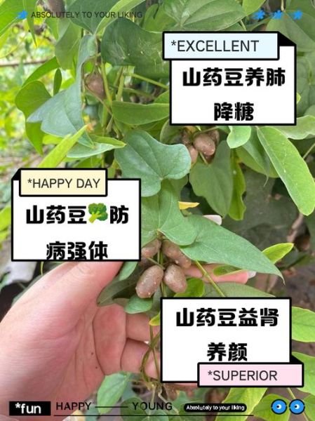 山药豆刚发芽能吃吗_发芽山药豆怎么处理-第3张图片-山城妙识 山药豆刚发芽能吃吗_发芽山药豆怎么处理-第3张图片-山城妙识