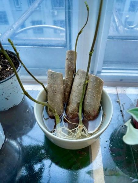 山药豆刚发芽能吃吗_发芽山药豆怎么处理-第1张图片-山城妙识 山药豆刚发芽能吃吗_发芽山药豆怎么处理-第1张图片-山城妙识