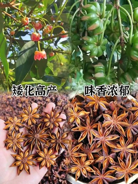 大料有哪些品种_八角和草果区别-第1张图片-山城妙识 大料有哪些品种_八角和草果区别-第1张图片-山城妙识