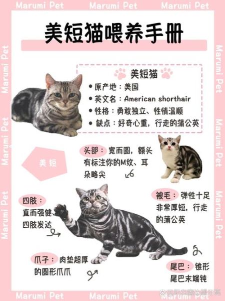 起司猫一般多少钱一只_起司猫价格影响因素-第1张图片-山城妙识