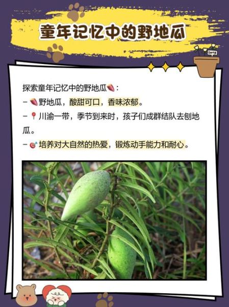 野地瓜几月份成熟_野地瓜成熟时间-第2张图片-山城妙识