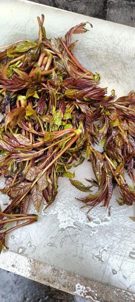 香椿图片大全_香椿怎么吃最好吃-第2张图片-山城妙识