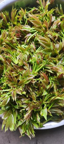 香椿图片大全_香椿怎么吃最好吃-第3张图片-山城妙识