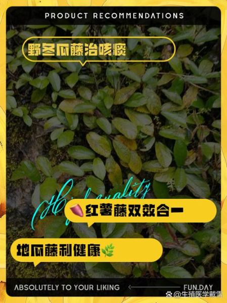 野地瓜藤的功效与作用_野地瓜藤能治什么病-第1张图片-山城妙识 野地瓜藤的功效与作用_野地瓜藤能治什么病-第1张图片-山城妙识