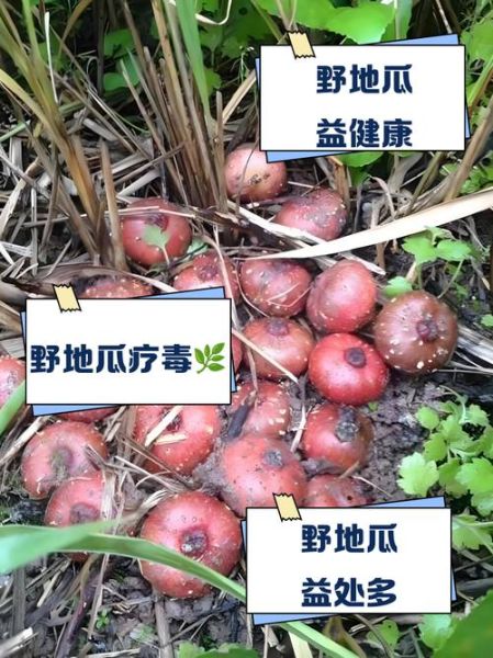 野地瓜藤的功效与作用_野地瓜藤能治什么病-第3张图片-山城妙识 野地瓜藤的功效与作用_野地瓜藤能治什么病-第3张图片-山城妙识