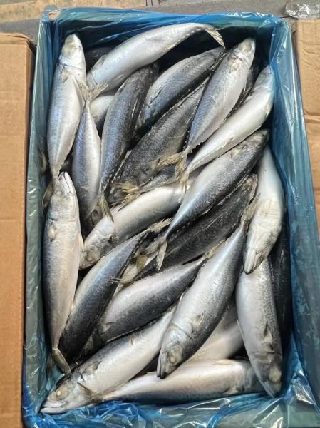 青占鱼怎么做好吃_青占鱼的营养价值-第2张图片-山城妙识