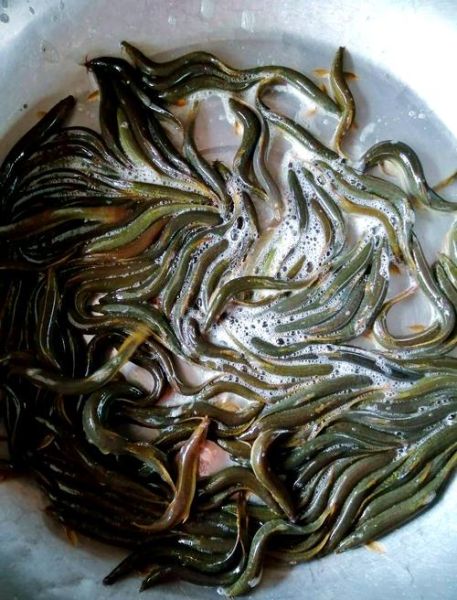 野生泥鳅图片_如何辨别野生泥鳅-第1张图片-山城妙识 野生泥鳅图片_如何辨别野生泥鳅-第1张图片-山城妙识