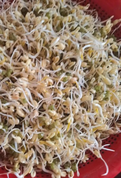 绿豆芽图片大全_绿豆芽怎么发才粗壮-第1张图片-山城妙识 绿豆芽图片大全_绿豆芽怎么发才粗壮-第1张图片-山城妙识