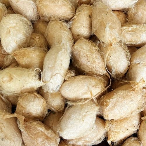 蚕蛹里面的黑东西能吃吗_蚕蛹黑色物质是什么-第3张图片-山城妙识 蚕蛹里面的黑东西能吃吗_蚕蛹黑色物质是什么-第3张图片-山城妙识