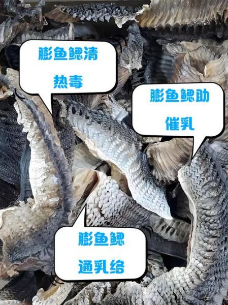 膨鱼鳃的功效与作用_膨鱼鳃怎么吃效果最好-第2张图片-山城妙识