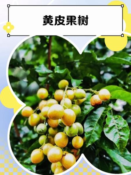 黄皮果树怎么种_黄皮果树几年结果-第1张图片-山城妙识