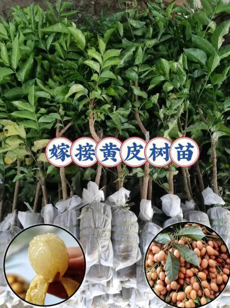 黄皮果树怎么种_黄皮果树几年结果-第2张图片-山城妙识