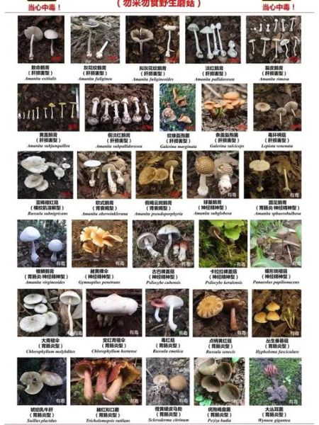 蘑菇图片大全大图真实_如何辨别毒蘑菇-第1张图片-山城妙识 蘑菇图片大全大图真实_如何辨别毒蘑菇-第1张图片-山城妙识