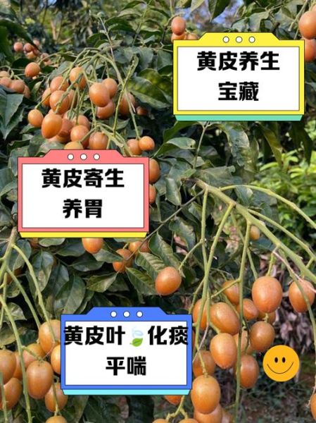 黄皮果树怎么种_黄皮果树几年结果-第3张图片-山城妙识