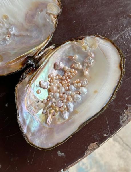 珍珠蚌要养几年出珍珠_珍珠蚌养殖周期多久-第1张图片-山城妙识 珍珠蚌要养几年出珍珠_珍珠蚌养殖周期多久-第1张图片-山城妙识