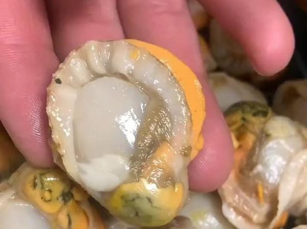 裙边扇贝肉怎么清洗_裙边扇贝肉清洗方法-第1张图片-山城妙识 裙边扇贝肉怎么清洗_裙边扇贝肉清洗方法-第1张图片-山城妙识