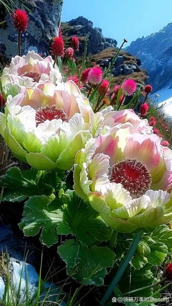 雪莲花长什么样_雪莲花图片怎么拍-第3张图片-山城妙识