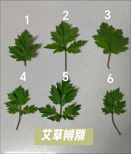 野艾蒿和艾草的区别_如何一眼分辨-第3张图片-山城妙识 野艾蒿和艾草的区别_如何一眼分辨-第3张图片-山城妙识
