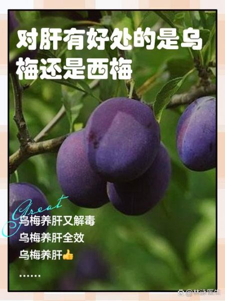 鲜乌梅和葡萄的区别_鲜乌梅是葡萄吗-第1张图片-山城妙识 鲜乌梅和葡萄的区别_鲜乌梅是葡萄吗-第1张图片-山城妙识