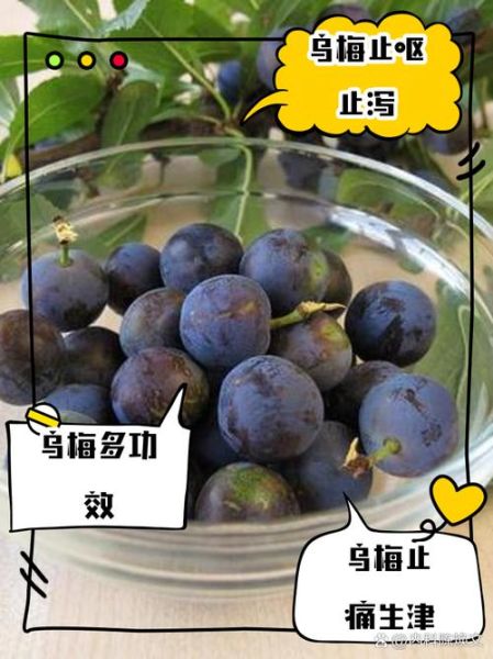 鲜乌梅和葡萄的区别_鲜乌梅是葡萄吗-第2张图片-山城妙识 鲜乌梅和葡萄的区别_鲜乌梅是葡萄吗-第2张图片-山城妙识