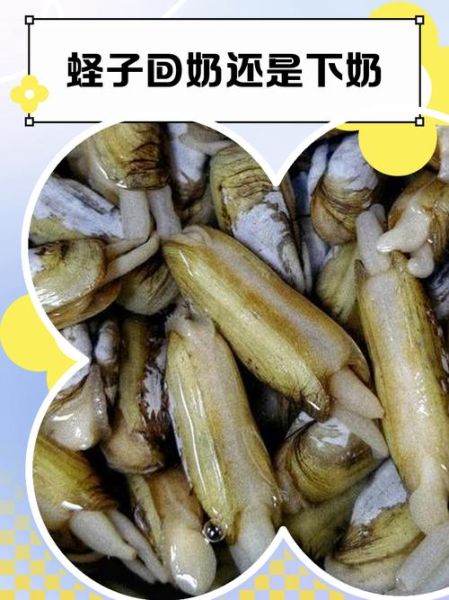 蛏子汤下奶吗_哺乳期能吃蛏子汤吗-第1张图片-山城妙识
