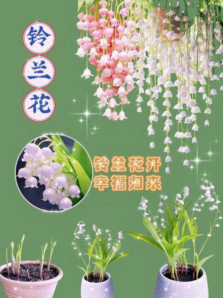 铃兰花语是什么_铃兰适合送什么人-第3张图片-山城妙识