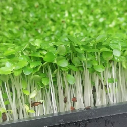 芽苗菜多少钱一斤_芽苗菜销路怎么样-第3张图片-山城妙识 芽苗菜多少钱一斤_芽苗菜销路怎么样-第3张图片-山城妙识