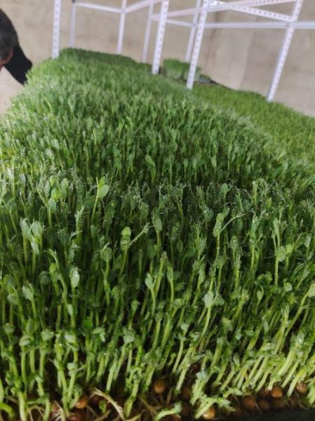 芽苗菜多少钱一斤_芽苗菜销路怎么样-第2张图片-山城妙识 芽苗菜多少钱一斤_芽苗菜销路怎么样-第2张图片-山城妙识