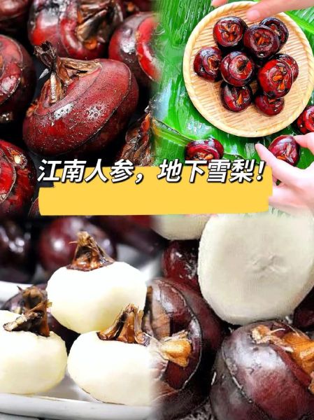 马蹄的拼音怎么读_马蹄拼音正确写法-第2张图片-山城妙识