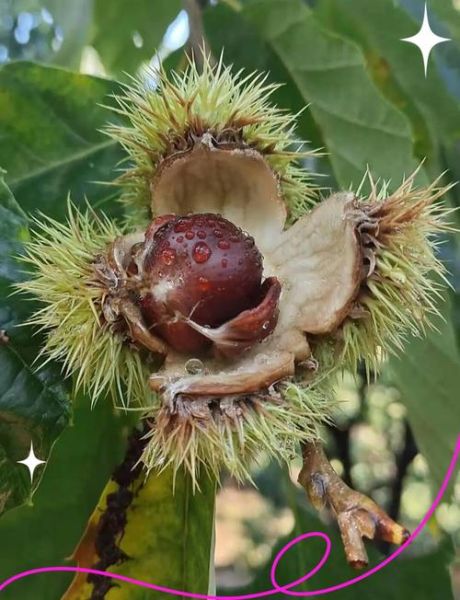 迁西板栗是哪里产的_迁西板栗为什么出名-第1张图片-山城妙识