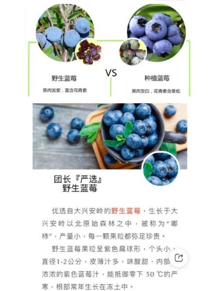 野生蓝莓的功效与作用_野生蓝莓怎么吃最好-第1张图片-山城妙识