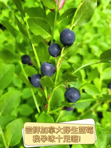 野生蓝莓的功效与作用_野生蓝莓怎么吃最好-第3张图片-山城妙识