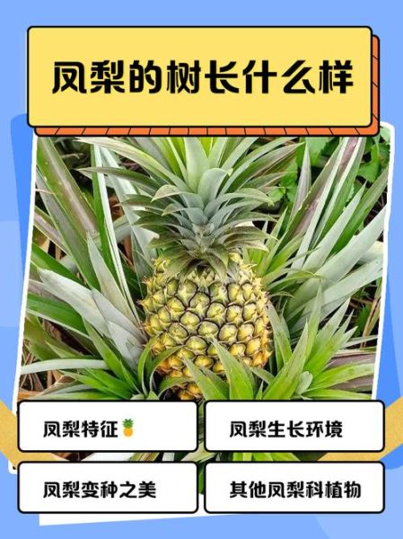 菠萝树长什么样_菠萝树几年结果-第1张图片-山城妙识
