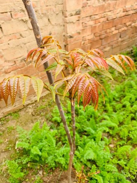 香椿叶子能吃吗_香椿叶怎么吃才安全-第1张图片-山城妙识 香椿叶子能吃吗_香椿叶怎么吃才安全-第1张图片-山城妙识