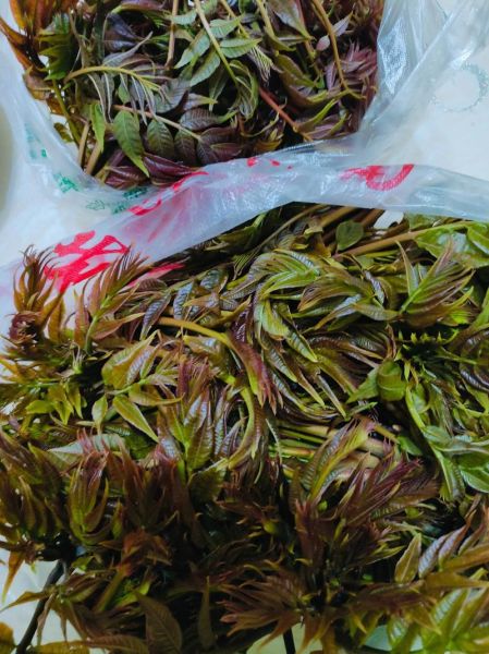 香椿叶子能吃吗_香椿叶怎么吃才安全-第2张图片-山城妙识 香椿叶子能吃吗_香椿叶怎么吃才安全-第2张图片-山城妙识