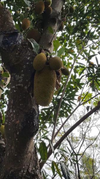 菠萝树长什么样_菠萝树几年结果-第3张图片-山城妙识