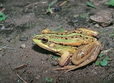 金线蛙有毒吗_金线蛙能当宠物养吗-第3张图片-山城妙识 金线蛙有毒吗_金线蛙能当宠物养吗-第3张图片-山城妙识