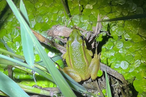 金线蛙有毒吗_金线蛙能当宠物养吗-第2张图片-山城妙识 金线蛙有毒吗_金线蛙能当宠物养吗-第2张图片-山城妙识