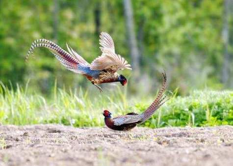 野鸡为什么半夜叫_野鸡叫声持续多久-第1张图片-山城妙识 野鸡为什么半夜叫_野鸡叫声持续多久-第1张图片-山城妙识