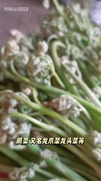 龙爪菜是什么_龙爪菜怎么吃-第1张图片-山城妙识 龙爪菜是什么_龙爪菜怎么吃-第1张图片-山城妙识