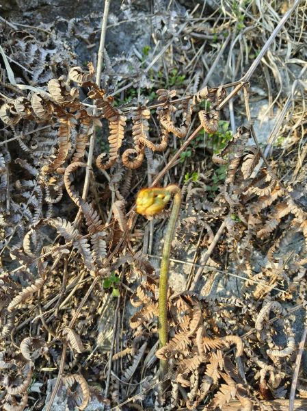 龙爪菜是什么_龙爪菜怎么吃-第2张图片-山城妙识 龙爪菜是什么_龙爪菜怎么吃-第2张图片-山城妙识