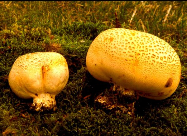 马勃的功效与作用_马勃图片长什么样-第2张图片-山城妙识