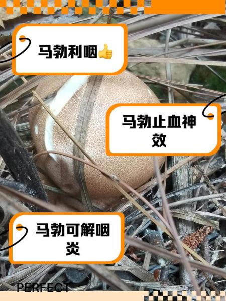 马勃的功效与作用_马勃图片长什么样-第1张图片-山城妙识