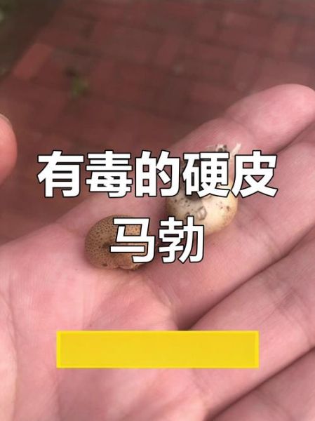 马勃的功效与作用_马勃图片长什么样-第3张图片-山城妙识