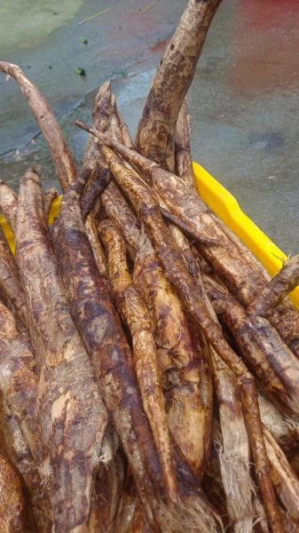 野葛根叶子图片大全_如何辨别真假-第2张图片-山城妙识