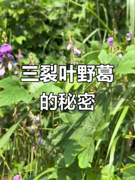 野葛根叶子图片大全_如何辨别真假-第3张图片-山城妙识