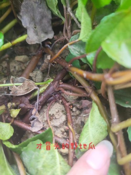 野地瓜什么时候成熟_野地瓜成熟时间-第1张图片-山城妙识