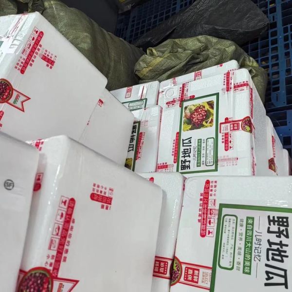 野地瓜什么时候成熟_野地瓜成熟时间-第3张图片-山城妙识